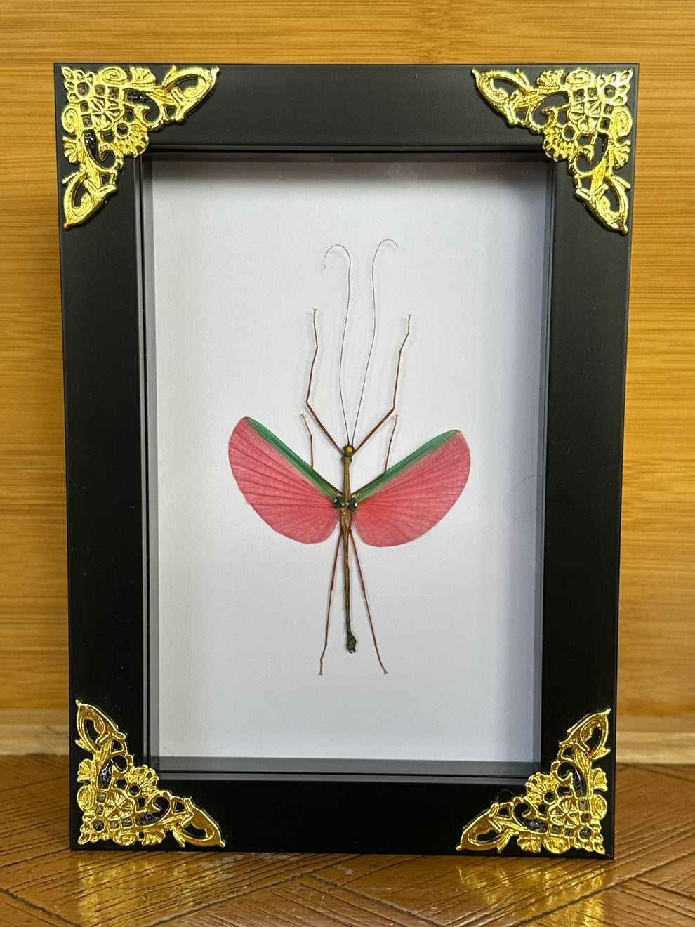 SPECIMEN FRAME - Rose Stick Insect – Mermaid Salon