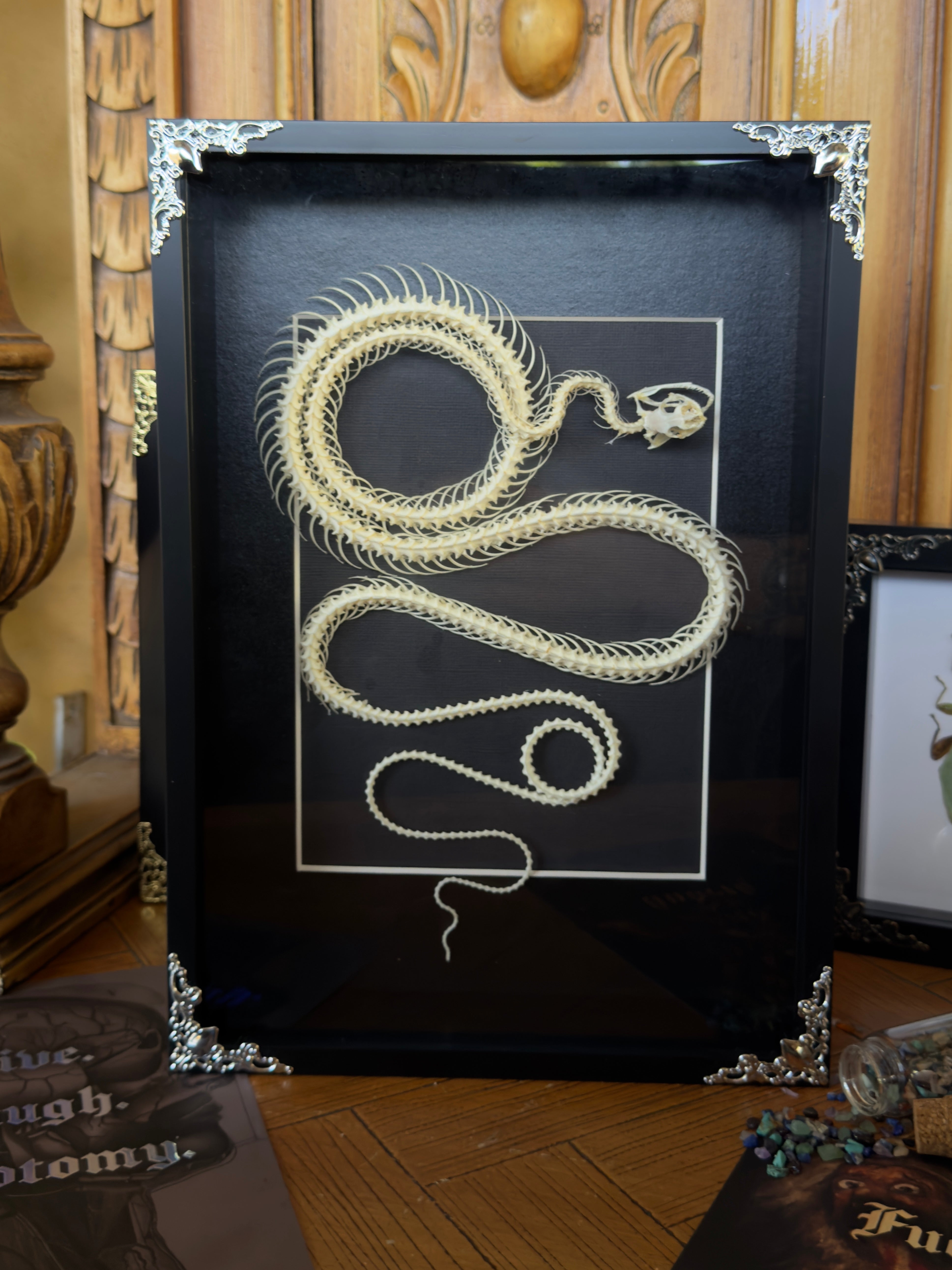 Chinese Rat Snake Ptyas Korros Framed Skeleton Specimen – Mermaid Salon